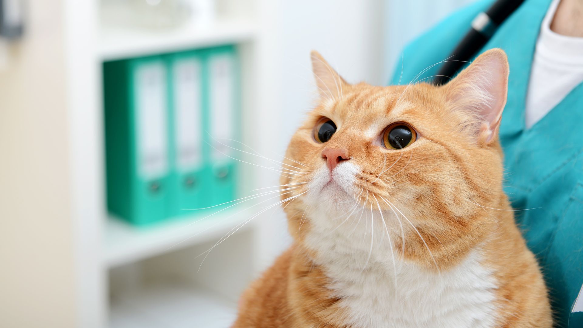 New Client Form | Veterinary Associates